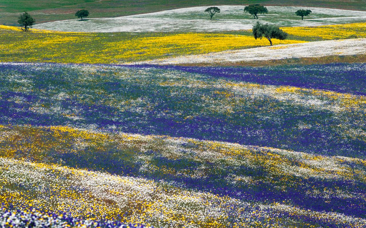 El Libro Total. Flores de primavera en Alentejo, Portugal